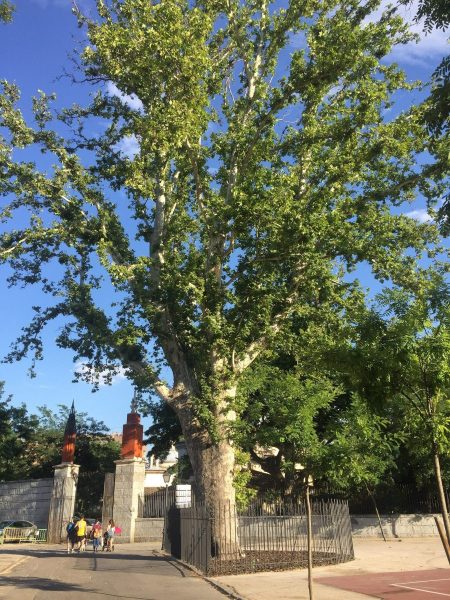 10 árboles singulares de la ciudad de Madrid | Crea Madrid Nuevo Norte